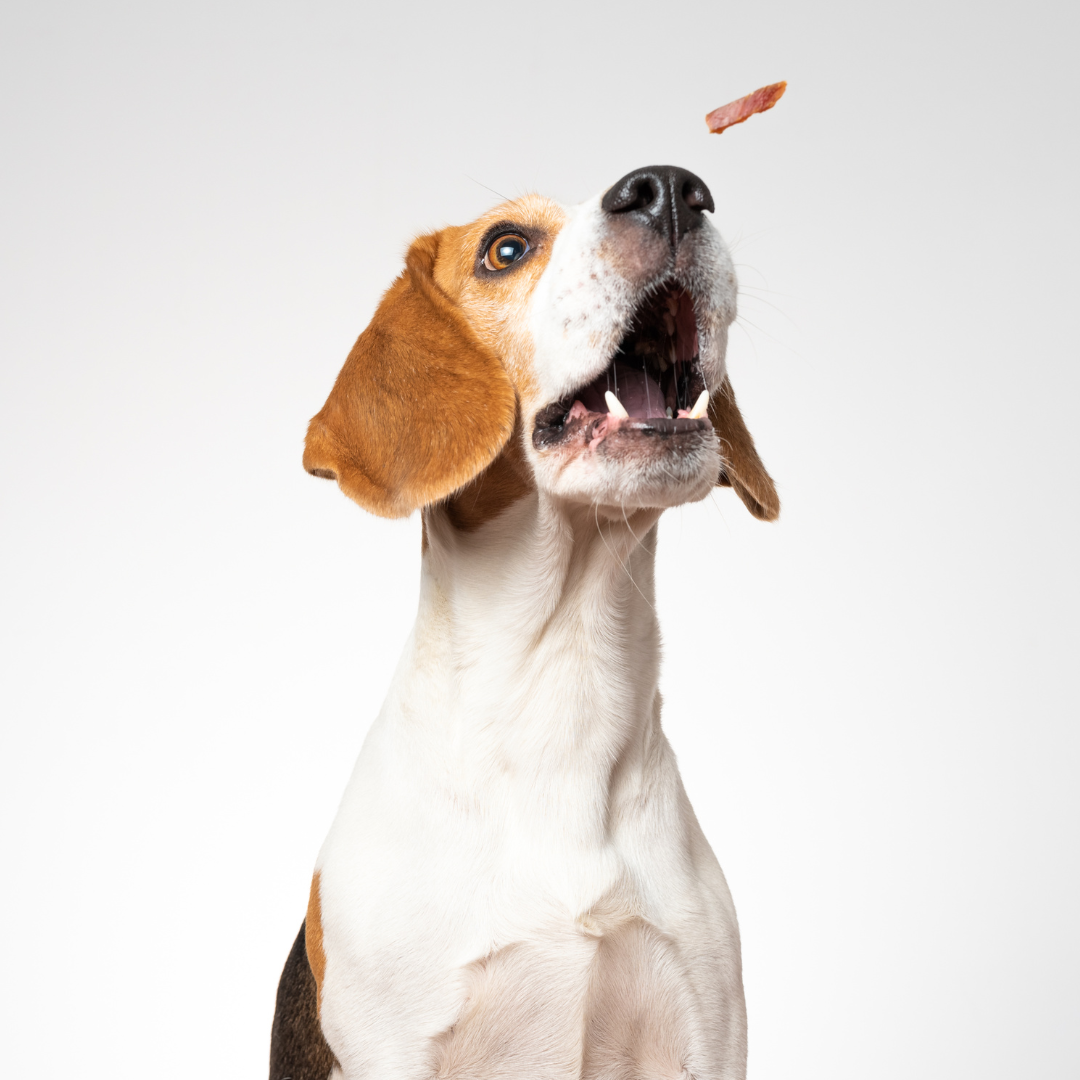 Foods That Are Toxic to Dogs: Essential Guide for Pet Owners – Critters ...