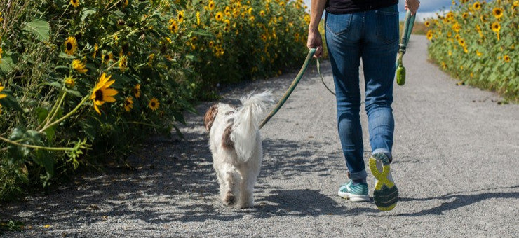 Complete Beginner’s Guide to Dog Walking & Pet Sitting in the UK ...