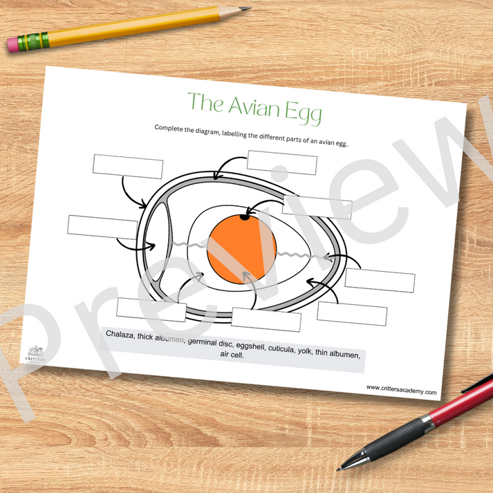 The avain egg anatomy labeling worksheet – Critters Academy