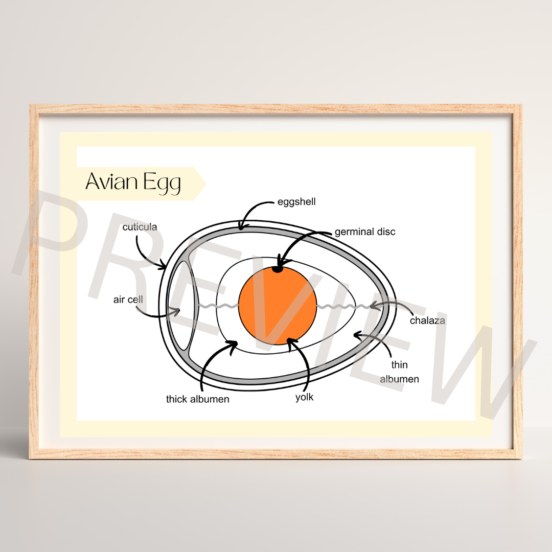 The avian egg diagram poster – Critters Academy