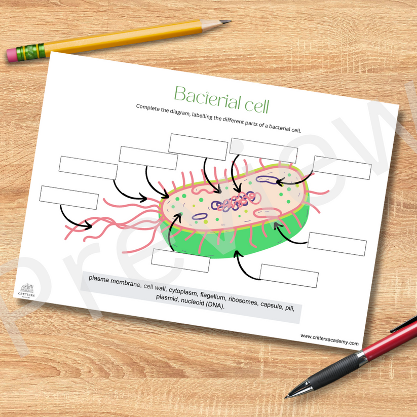 Bacterial cell anatomy labeling worksheet – Critters Academy