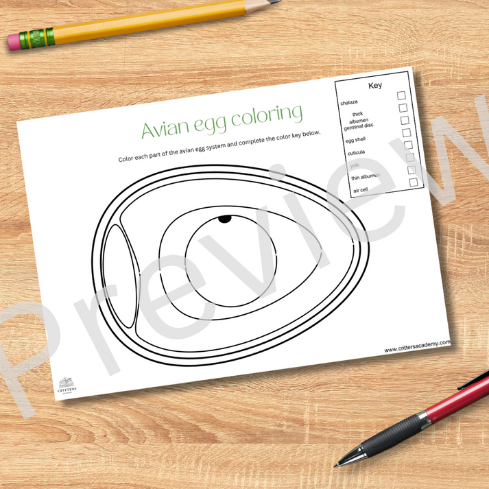 Avian egg anatomy colouring worksheet – Critters Academy