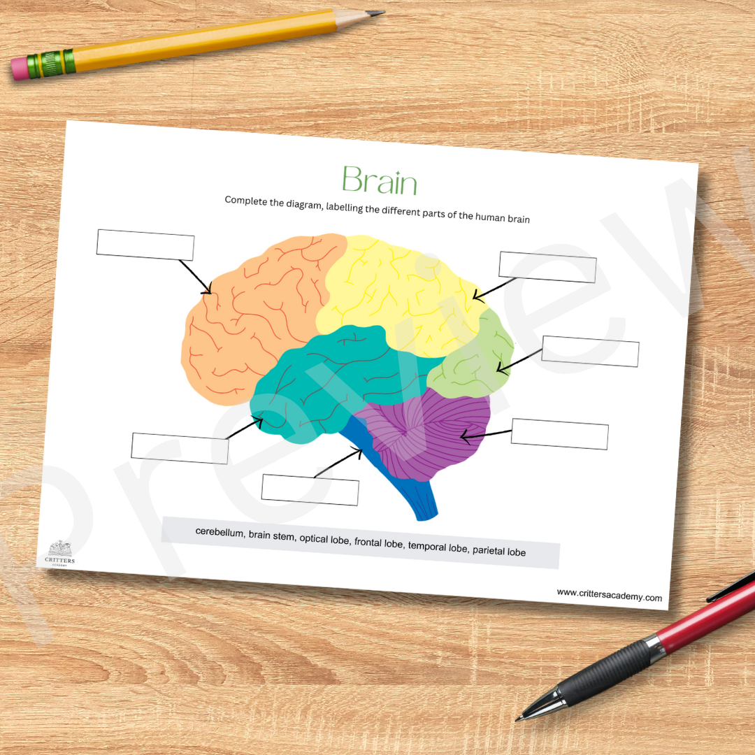 The brain anatomy labeling diagram – Critters Academy