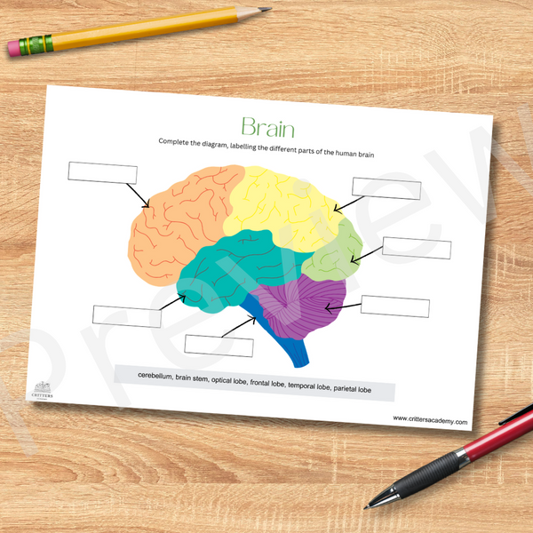The brain anatomy labeling diagram – Critters Academy