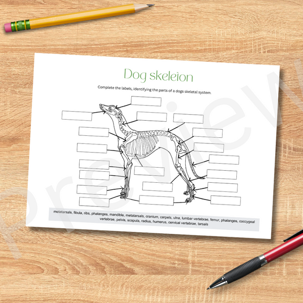 Dog skeleton system anatomy labeling worksheet – Critters Academy