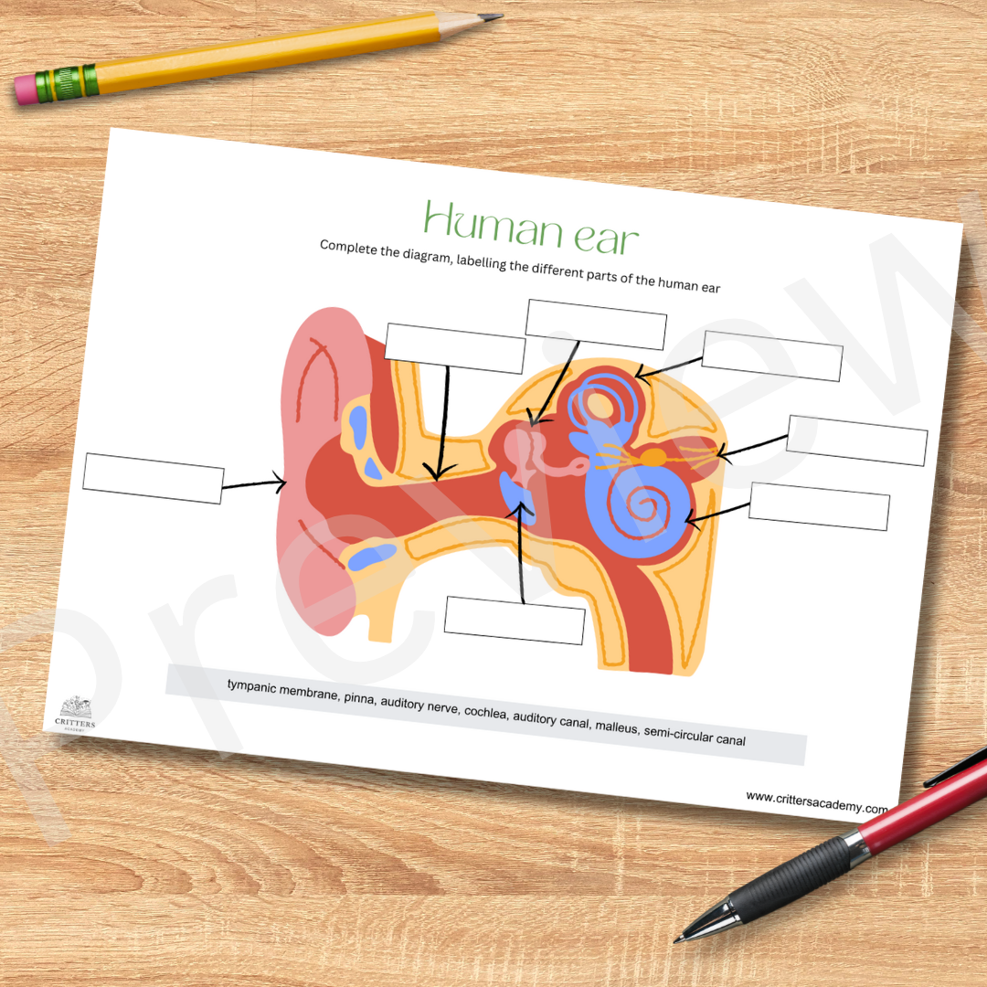The ear anatomy labeling worksheet – Critters Academy