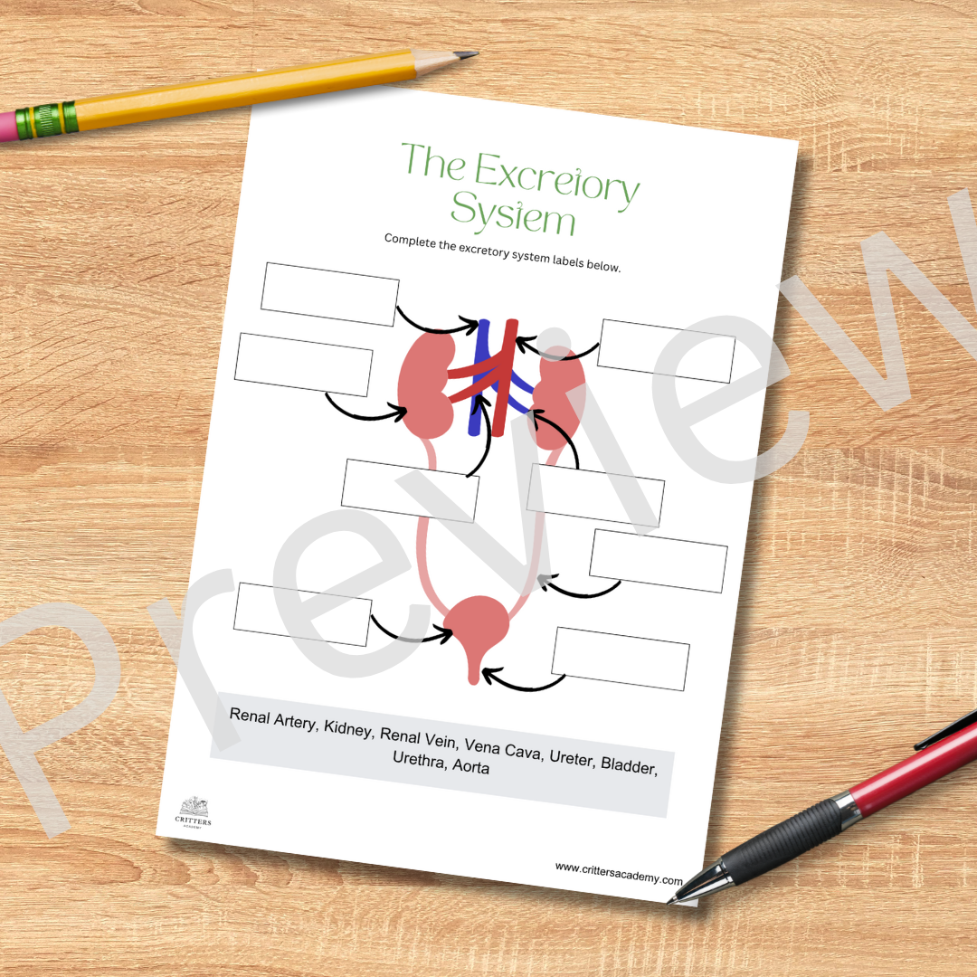 The excretory system anatomy labeling worksheet – Critters Academy