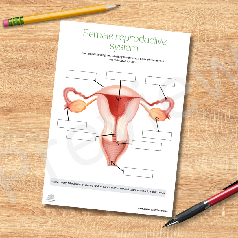 Female reproductive system anatomy labeling worksheet – Critters Academy