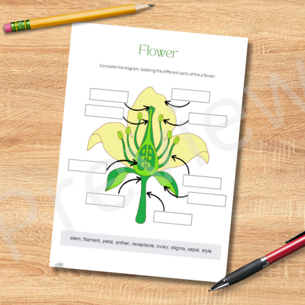 Flower anatomy labeling worksheet – Critters Academy