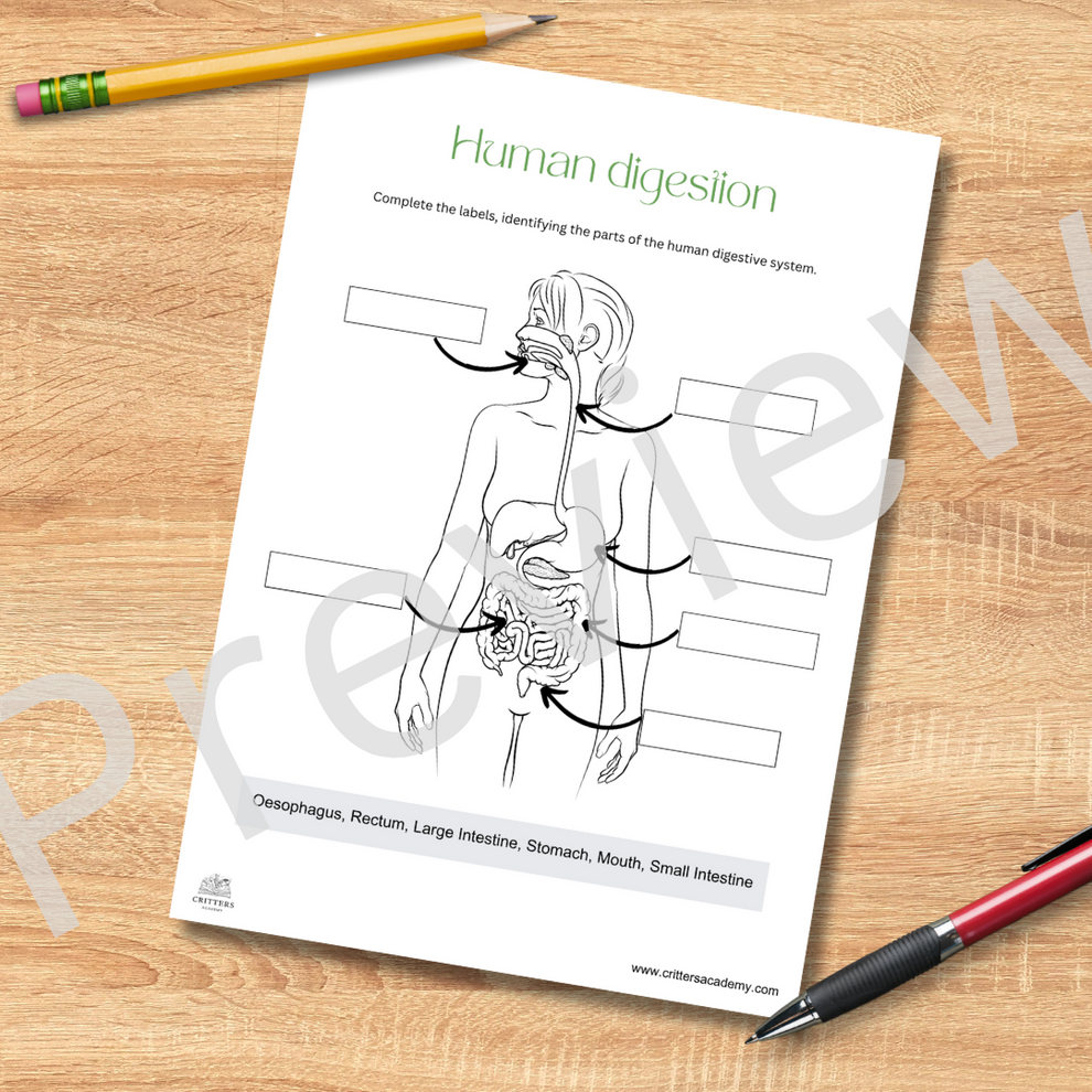 Human digestion anatomy labeling worksheet – Critters Academy