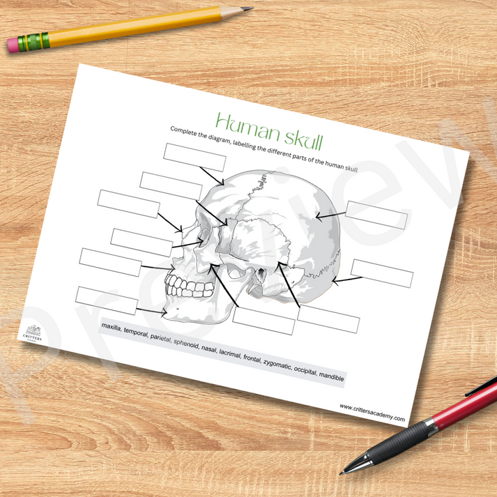 Human skull anatomy labelling worksheet – Critters Academy
