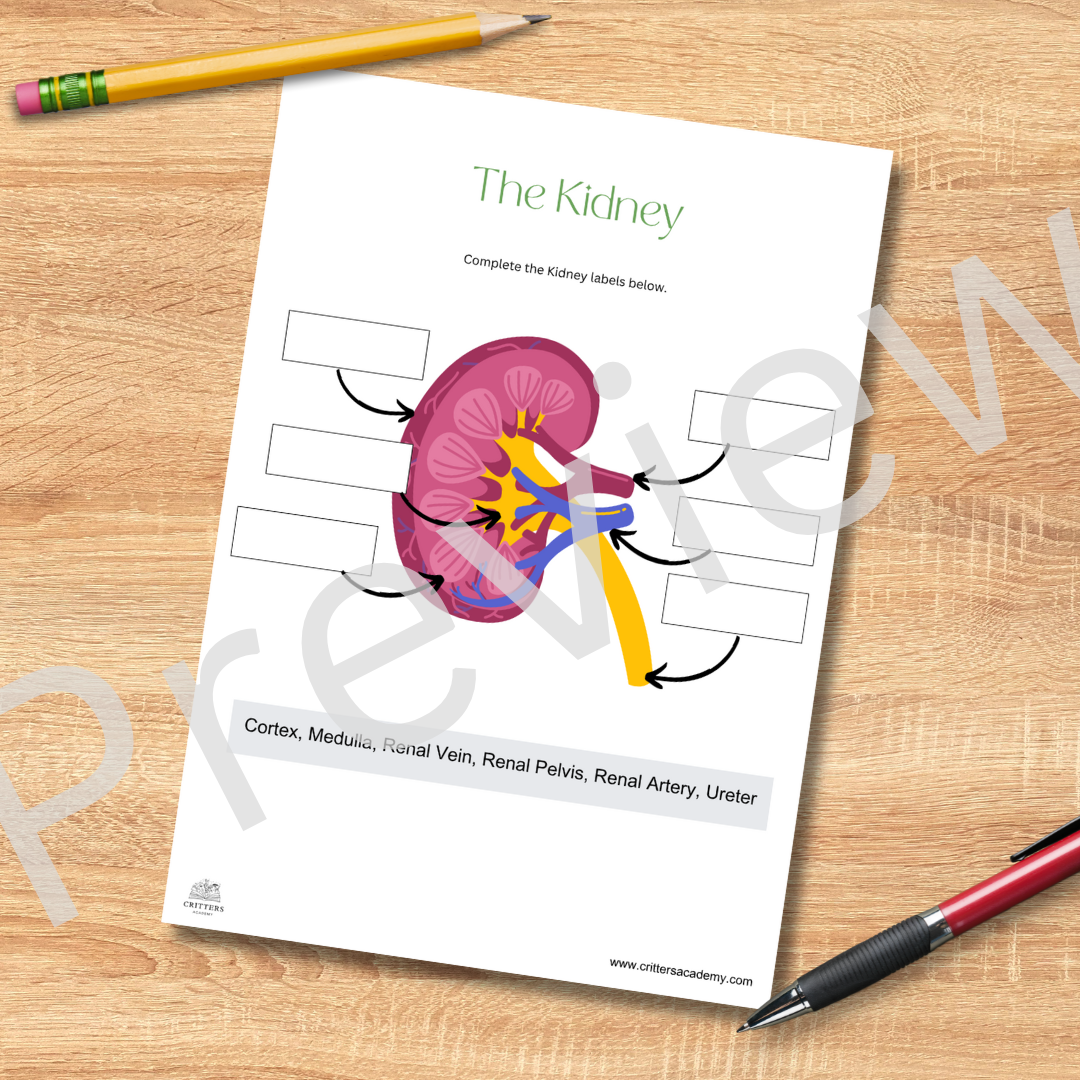 The kidney anatomy labeling worksheet – Critters Academy