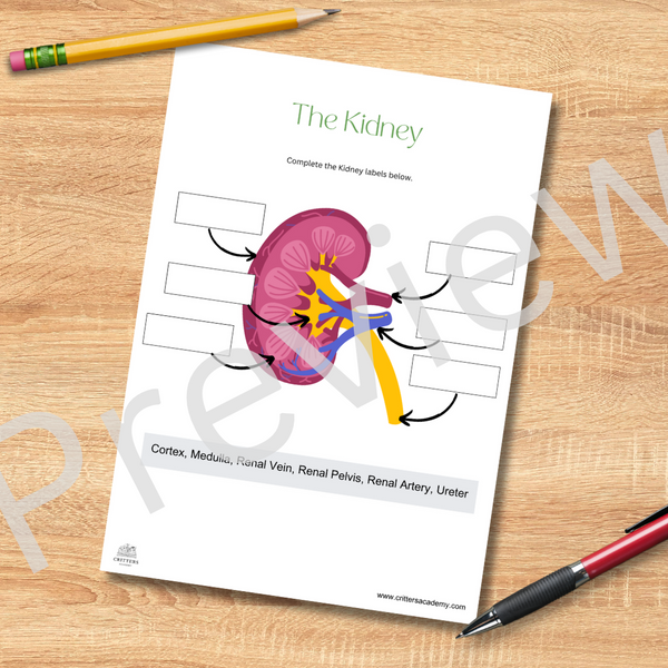 The kidney anatomy labeling worksheet – Critters Academy