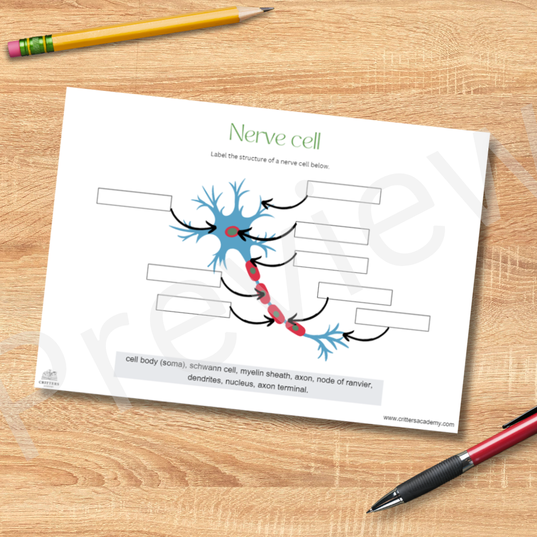Nerve cell anatomy labeling worksheet – Critters Academy