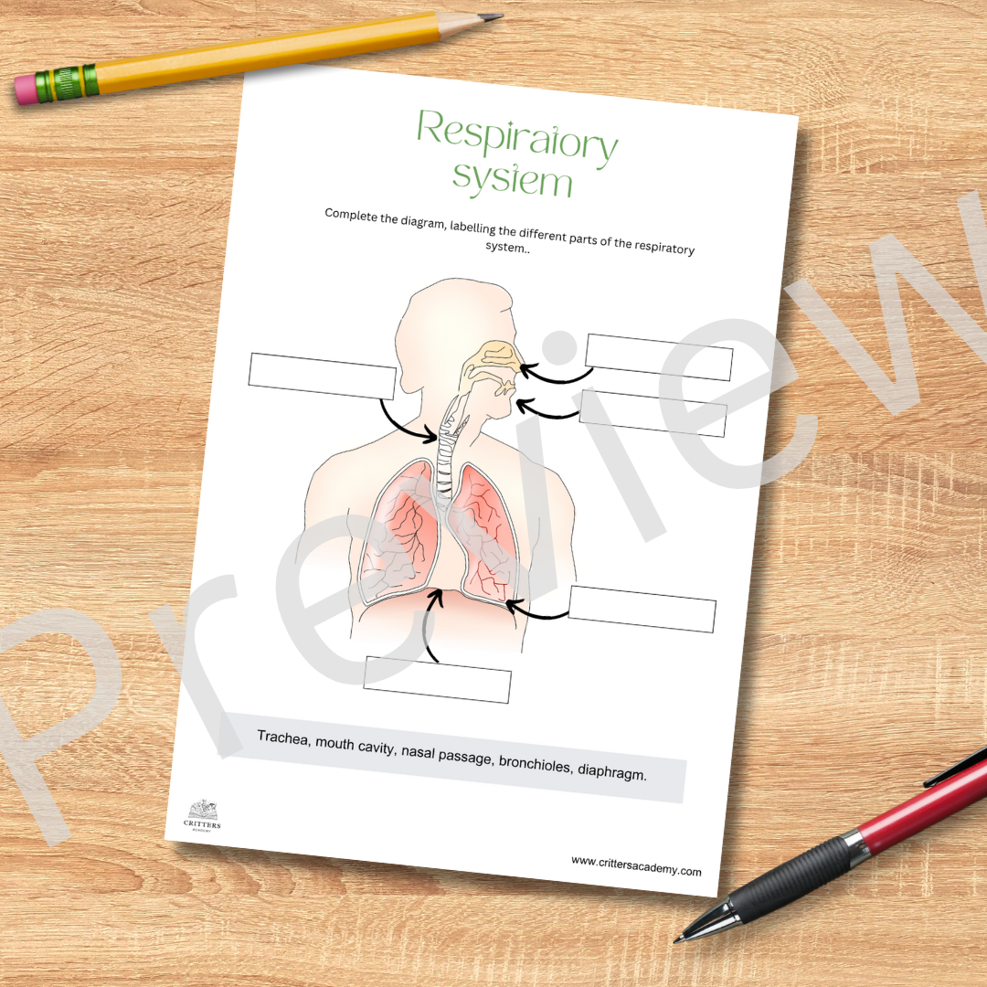 The respiratory system anatomy labeling worksheet – Critters Academy