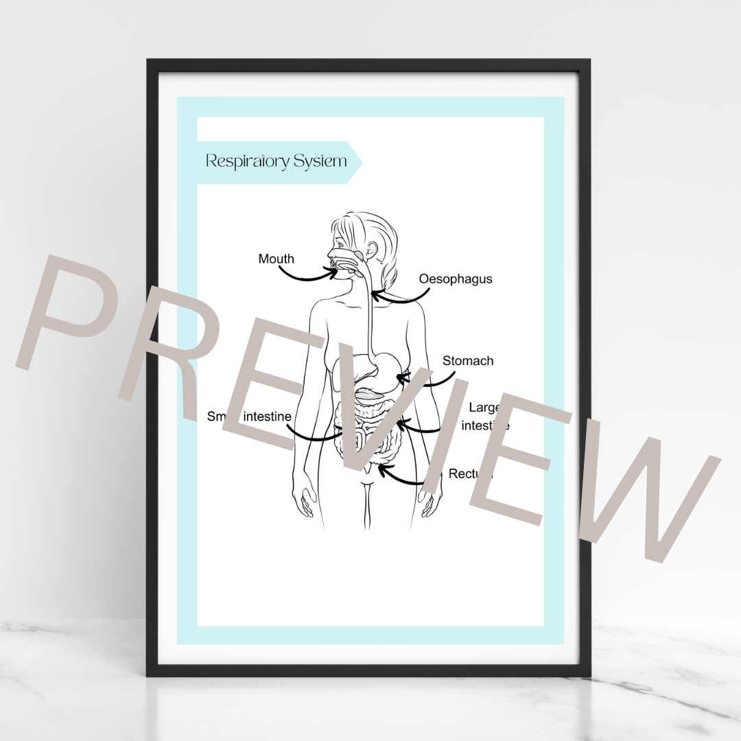 The respiratory system poster – Critters Academy