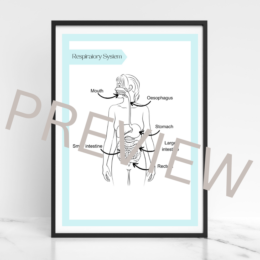 The respiratory system poster – Critters Academy