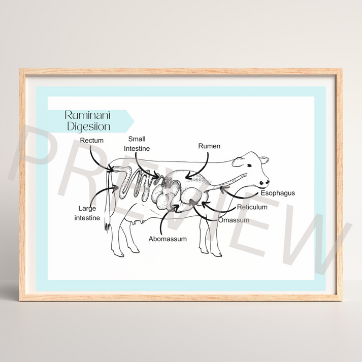 Ruminant digestive system diagram poster – Critters Academy