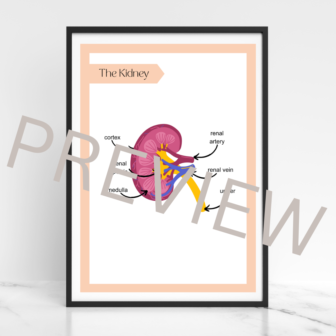The kidney poster – Critters Academy