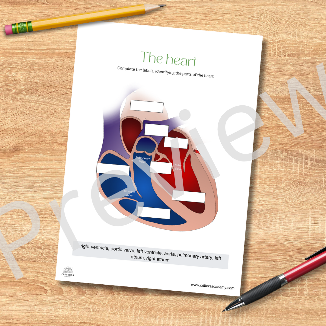 The heart anatomy labeling worksheet – Critters Academy