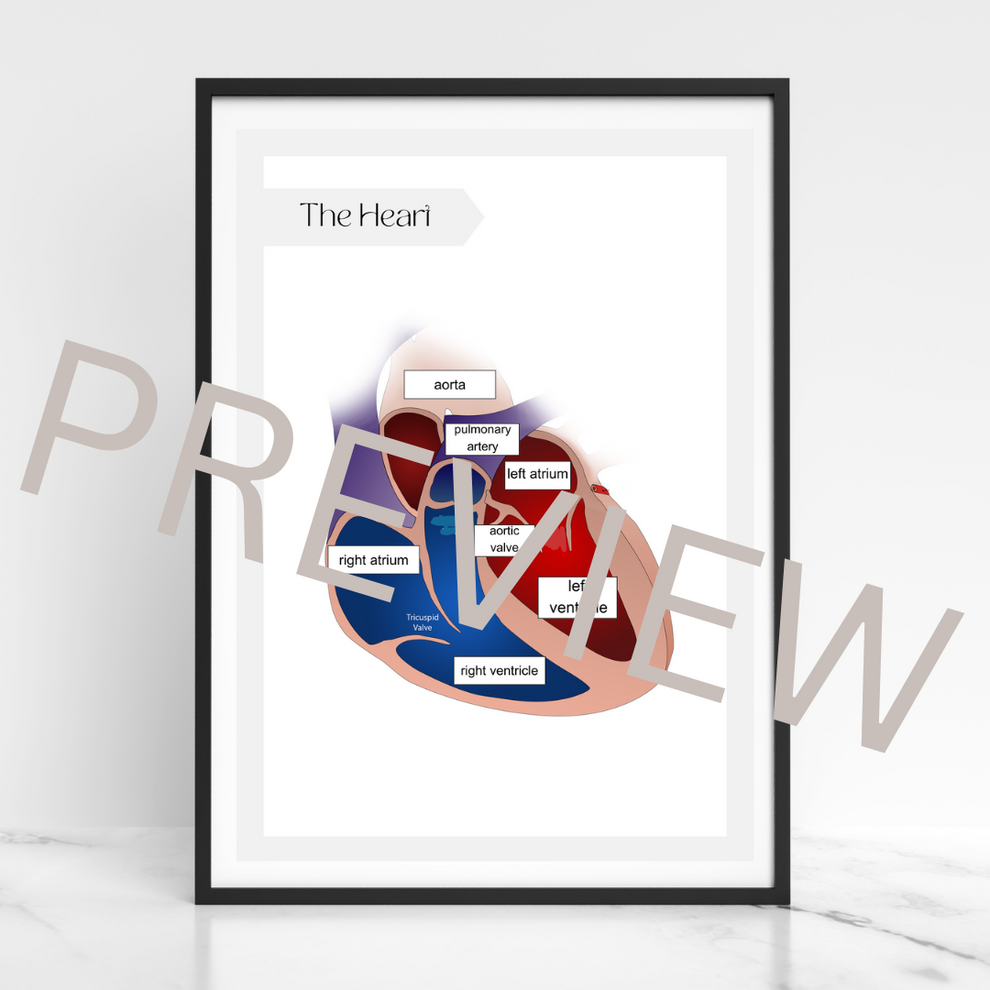 The heart diagram poster – Critters Academy